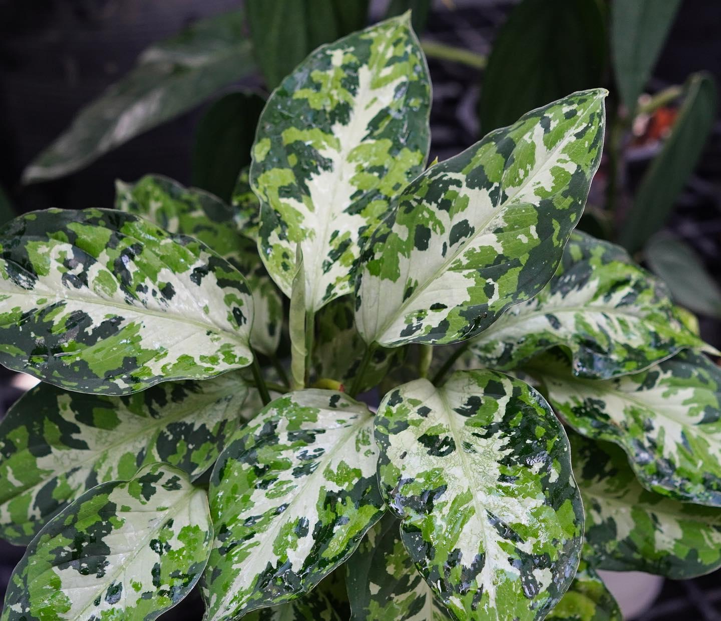 Aglaonema Pictum Tricolor | PLNT